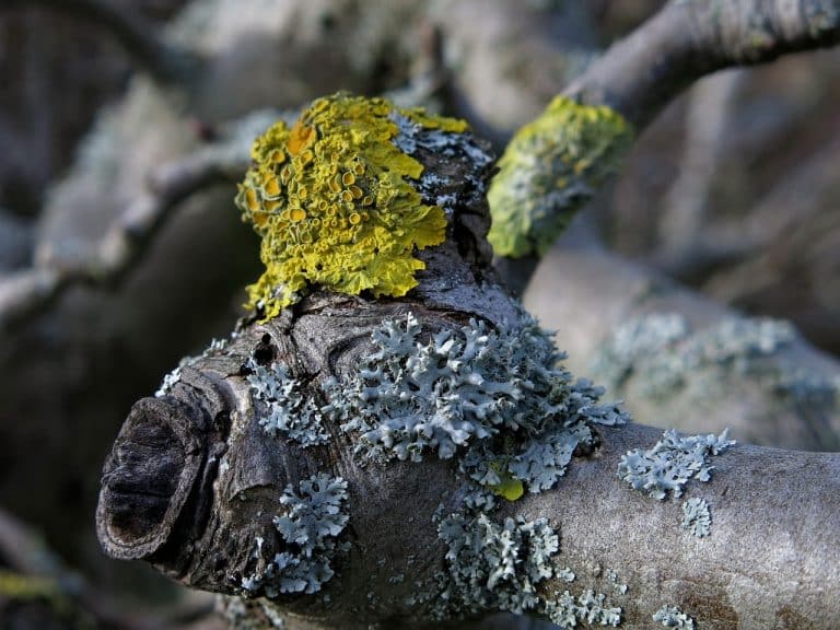 Simbiose - O que é, tipos, conceito e definição