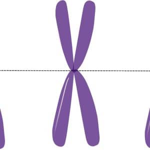 Heterozigoto - O que é, conceito, importância e evolução