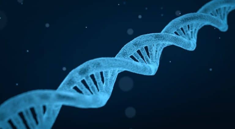 Evolucionismo O Que é Origem Influência E Evolução