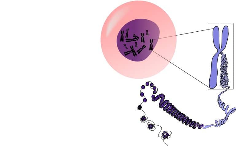 Cromatina - O que é, conceito e definição