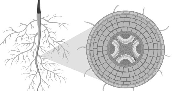 Xilema - O que é, conceito, estrutura e funções