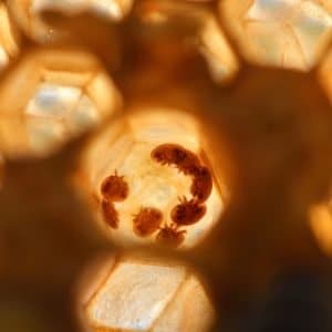 Parasitismo - O que é, classificação, conceito e definição